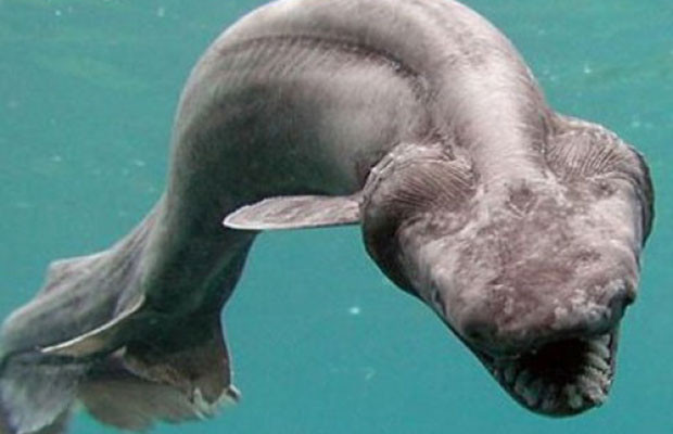 Tubarão-cobra, o fóssil vivo que habita as profundezas dos oceanos